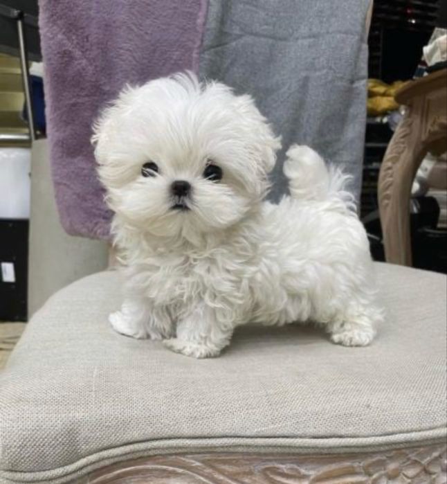 Bichon Maletez mini toy Bucuresti Sectorul 4 • OLX.ro