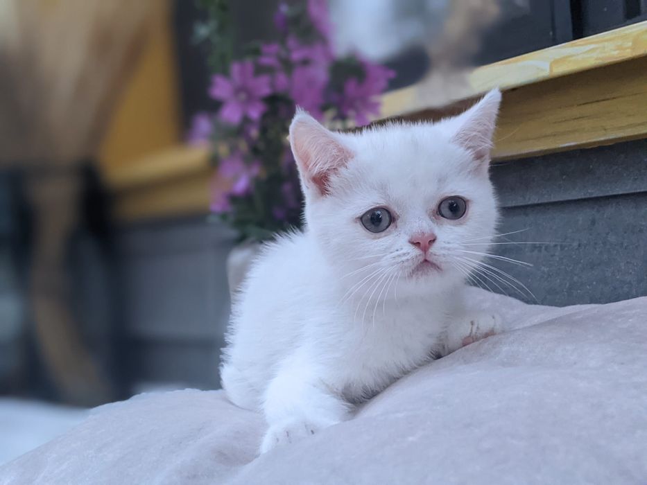 Pui pisica British Shorthair White Bucuresti Sectorul 2 • OLX.ro