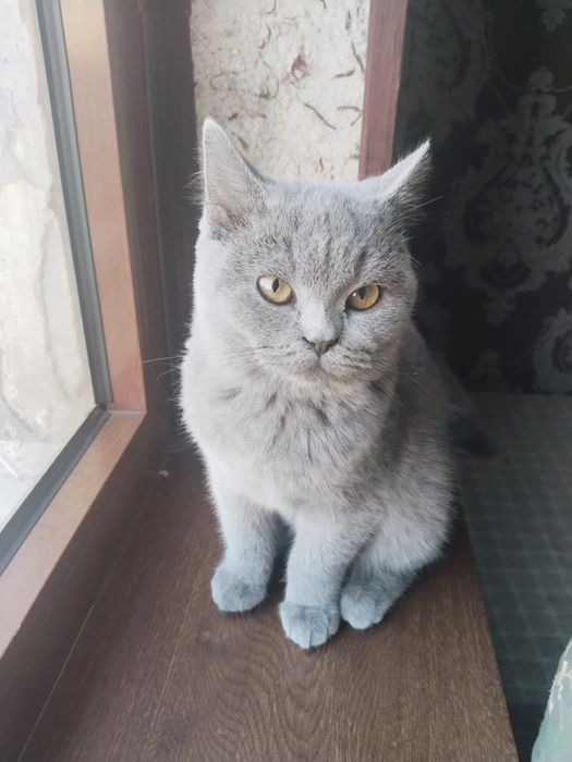 Mushukcha 3oyli parodasi skottish Strayt: 280 000 сум - Кошки Карши на Olx