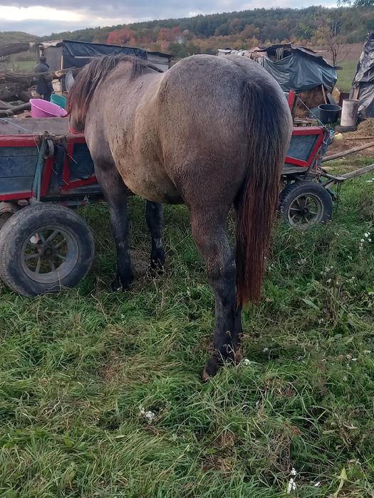 Vand sau schimb manza Huseni • OLX.ro