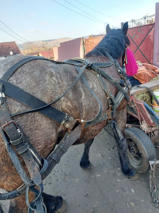 Mânz de un an și 7 luni învățat la căruță de vânzare Medias • OLX.ro