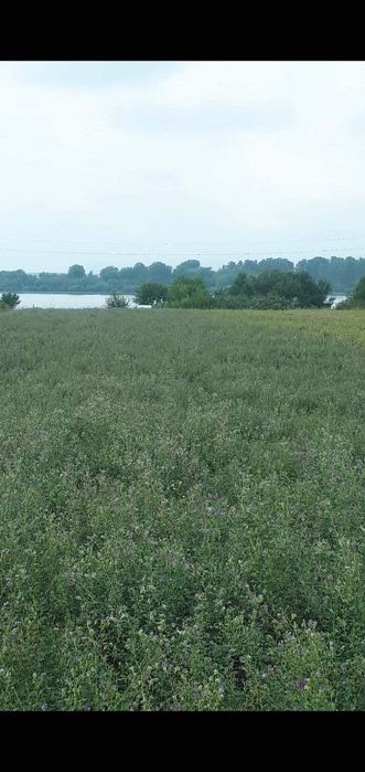 Teren Dunare Moldova Noua #intre Macesti si Pojejena# Moldova Noua • OLX.ro