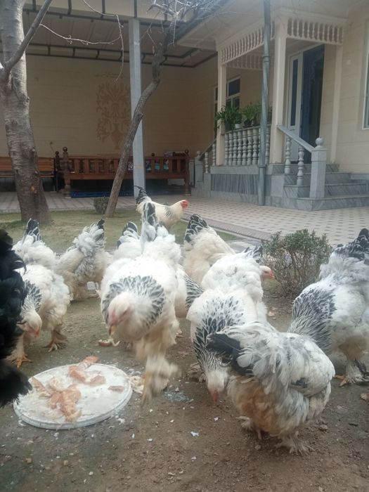 Brama tovuq va xorozlar: 240 000 сум - Птицы Ташкент на Olx