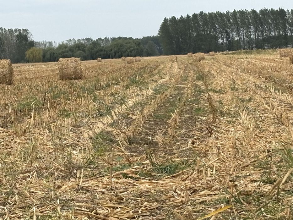 Vand baloti din coceni de porumb 170/150 Ostroveni • OLX.ro