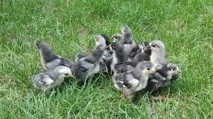 Pui Australorp gaini outoare Radu Negru • OLX.ro