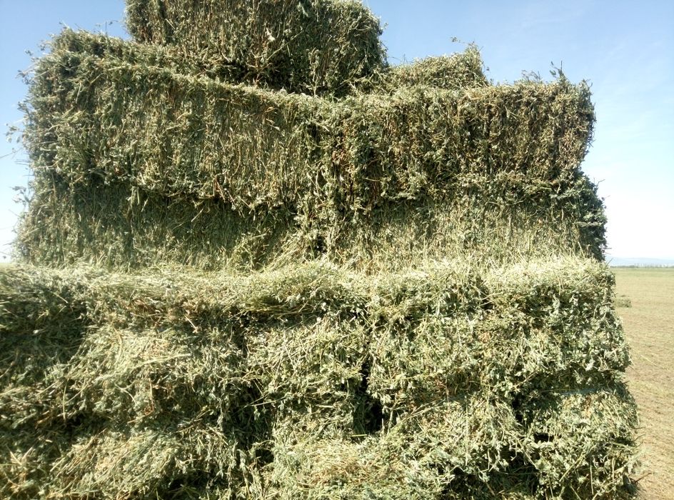 Baloti lucerna 2023 Puiesti • OLX.ro