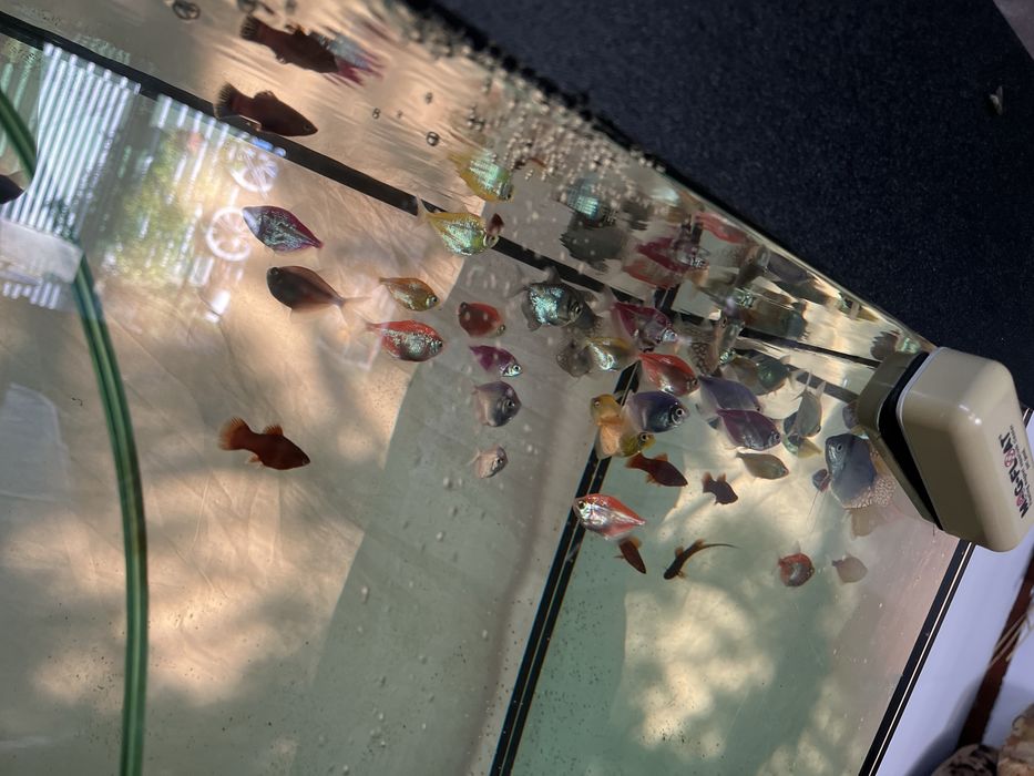 Vand acvariu 400 l Codor • OLX.ro
