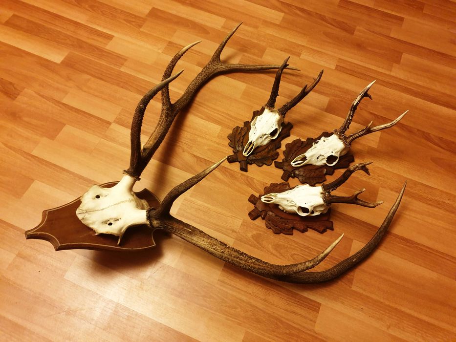 Set decorativ de trofee de cerb si caprior_77 Brasov • OLX.ro