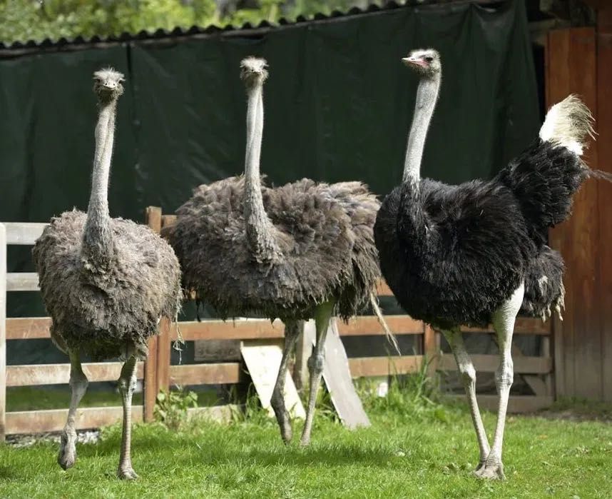 Vând familii reproducătoare de Struti Sebes • OLX.ro