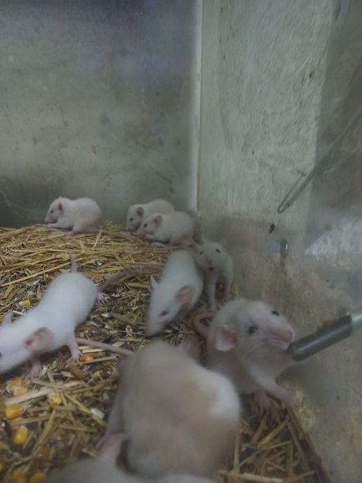 Sobolani Dumbo de companie Cap Aurora • OLX.ro