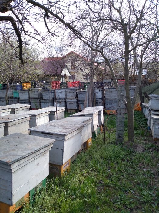 Inventar apicol, stupi, rame1:1 Pascani • OLX.ro