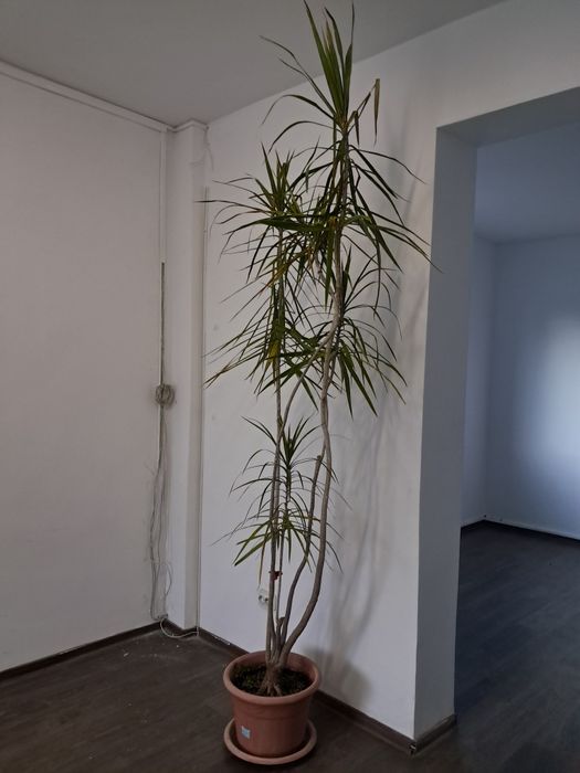 Vind doua plante ptr liwing Bucuresti Sectorul 4 • OLX.ro