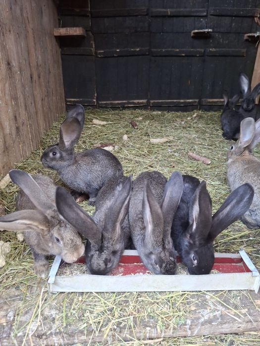 Iepuri uriaș german Tritenii de Jos • OLX.ro