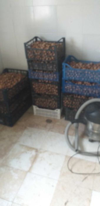 Продава орехи и на черупка и белени гр. Божурище • OLX.bg