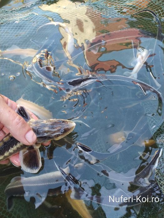 Sturioni (cega alba si normala, nisetru si nisetru siberiam). Turda ...