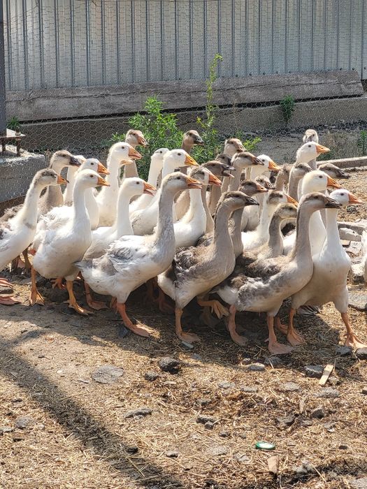 Boboci de gasca de 3 luni pret 80 lei buc Baldovinesti • OLX.ro