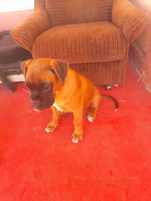 Mascul 3 luni jumate Urziceni • OLX.ro