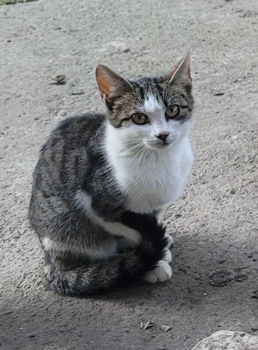 Donez pisici de casă Dorohoi • OLX.ro