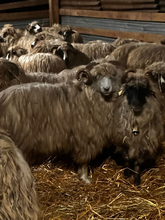 Vând berbeci băli Bulgari • OLX.ro