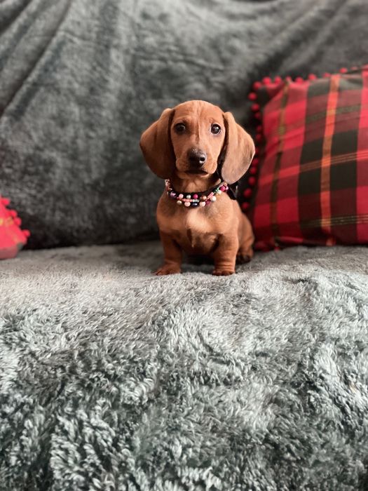 Femela teckel tekel cu Pedigree FCI Ineu • OLX.ro