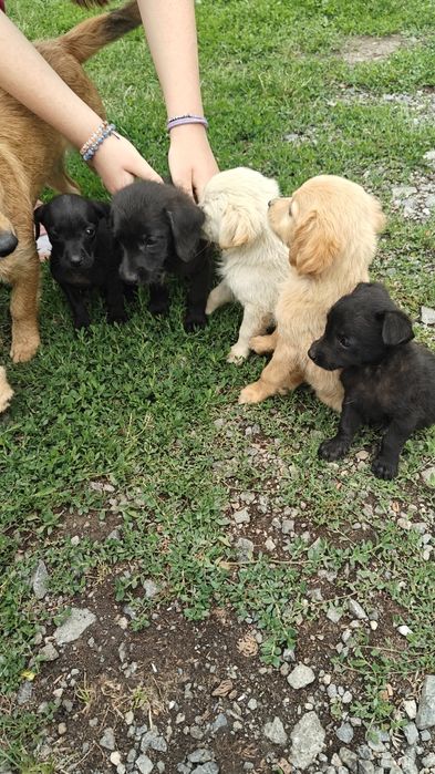 Se donează pui de câine Marca-Huta • OLX.ro