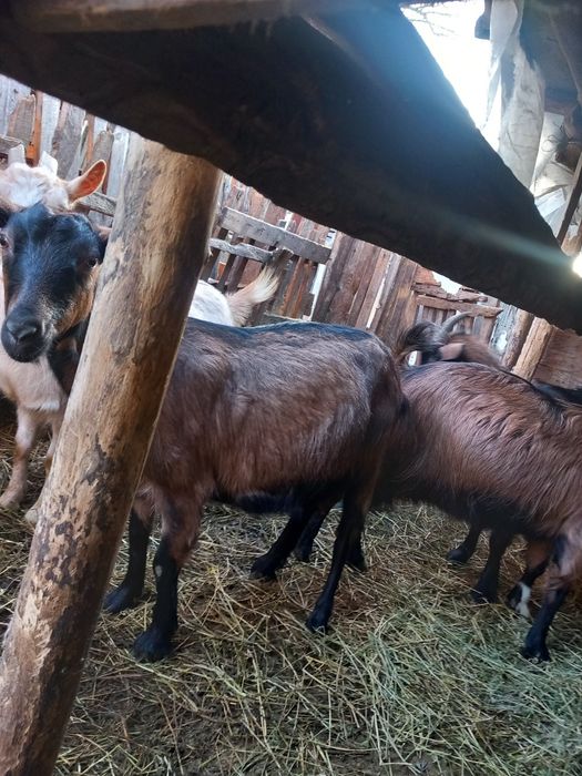 Vând capre Alpin francez Kogalniceni • OLX.ro