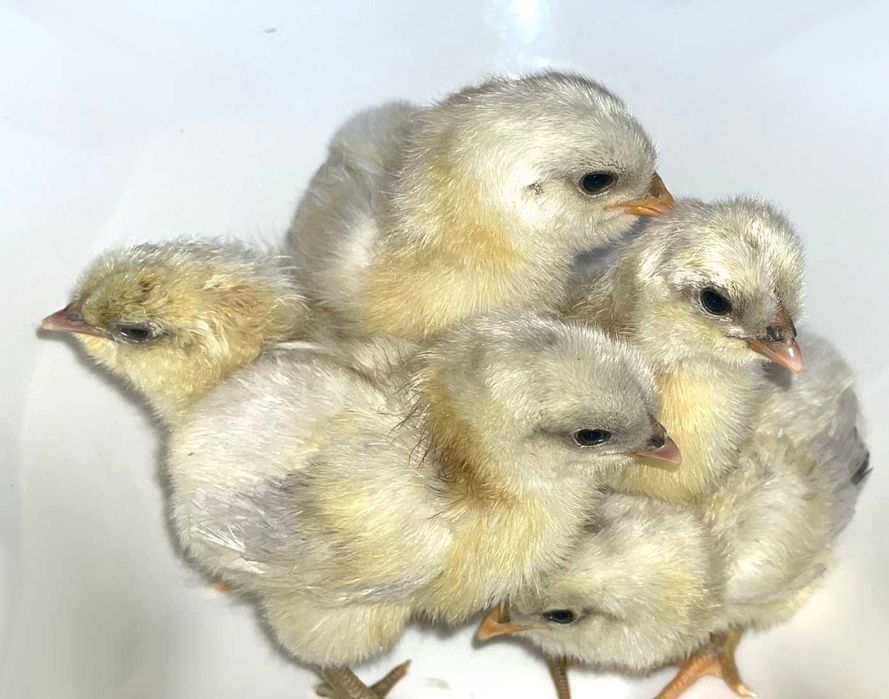 Puii de gaina araucana, Pui Araucana, gaini cu ouale verzi albastre ...