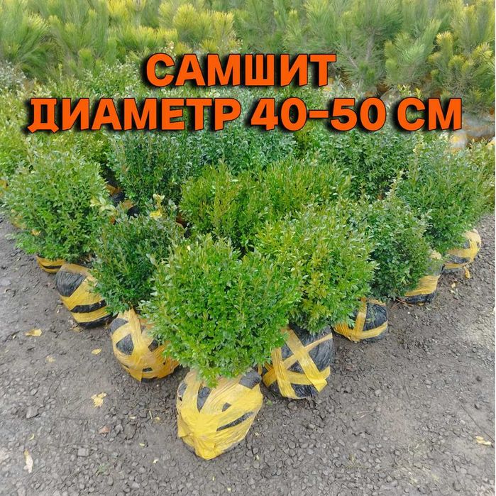 Саженцы Туя смарагд Сосна можжевельники Туи Елка голубая зеленая ель: 6 ...