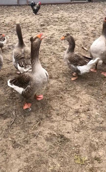 Gânsac moțat Toulose Imperial Botosani • OLX.ro