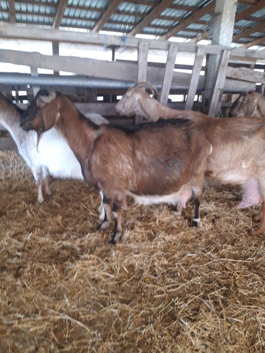 Vand capre metis anglonubiene Filaret • OLX.ro