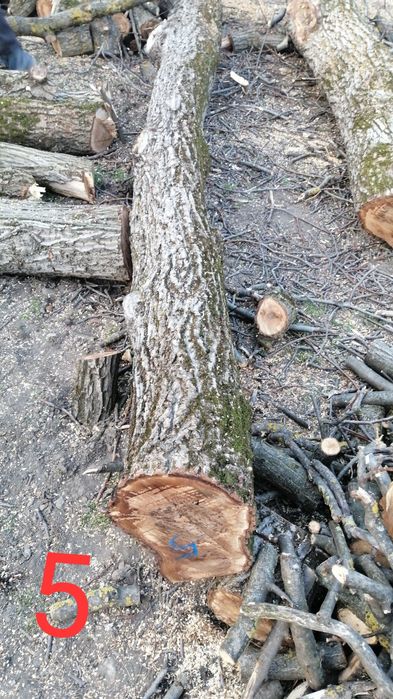 Lemn de Nuc - lemn calitatea 1 Reghin • OLX.ro