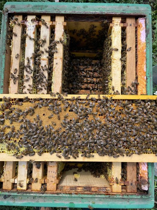 Matci Buckfast si Carnica 2024 Rosiori de Vede • OLX.ro