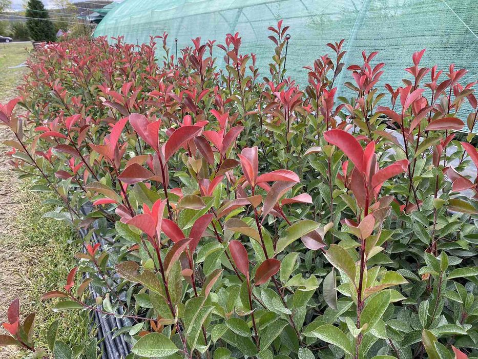 Laur Englezesc / Prunus Laurocerasus / Leylabdii / Photinia Deva • OLX.ro