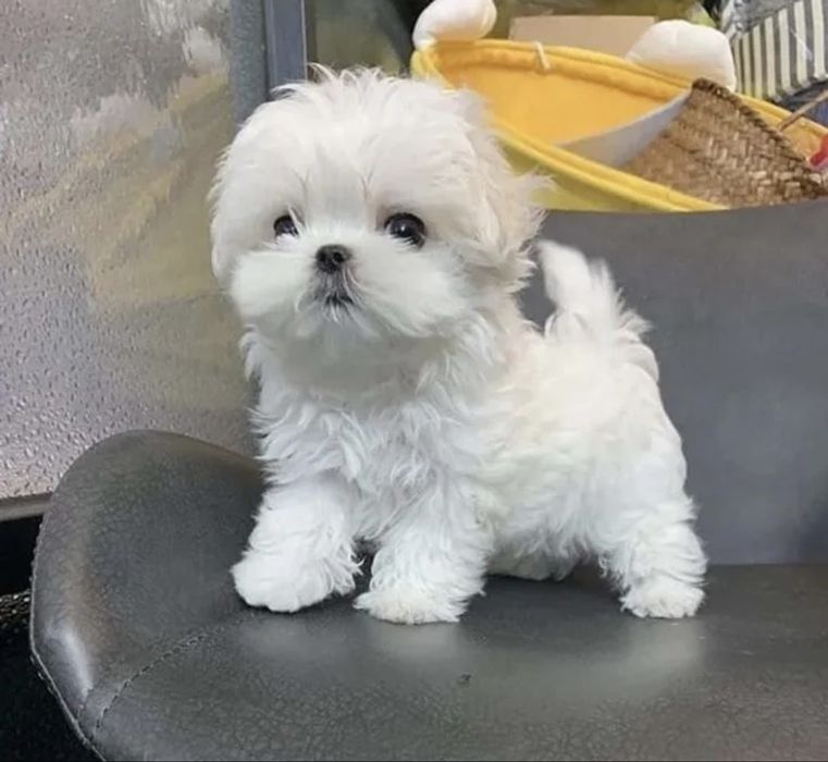 Bichon Maltez Mini Toy Bucuresti Sectorul 4 • OLX.ro