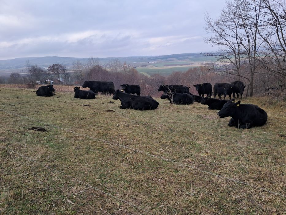 Vând vaci angus cu certificat de origine Beresti • OLX.ro