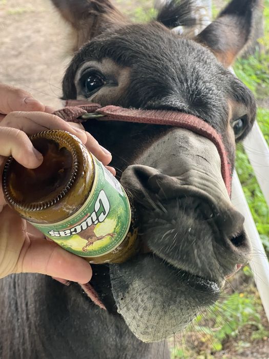 Donez magar, raspunde la numele de Chirpici Nucsoara • OLX.ro