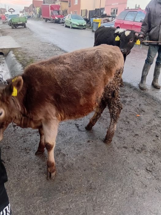 Vind 2 taurasi.. Rusciori • OLX.ro