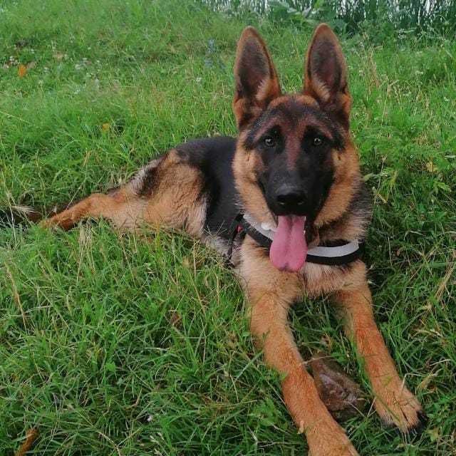 Pui de la ciobanesc german cu pedigree și metis Oradea • OLX.ro