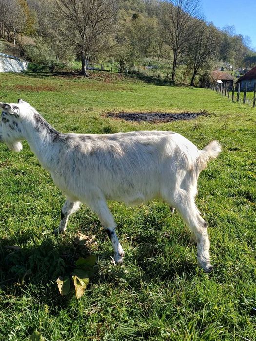 Vand doua capre 400 lei bucata Balsa • OLX.ro