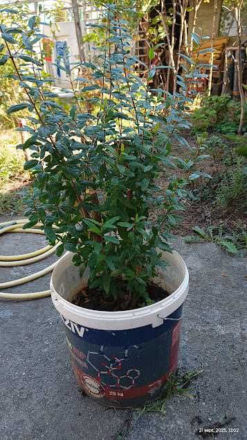 Rodiu de 8 ani, la ghiveci, aclimatizat, de plantat in gradina ...