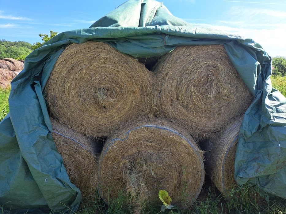 Vând baloti de fan 120/120 Criciova • OLX.ro