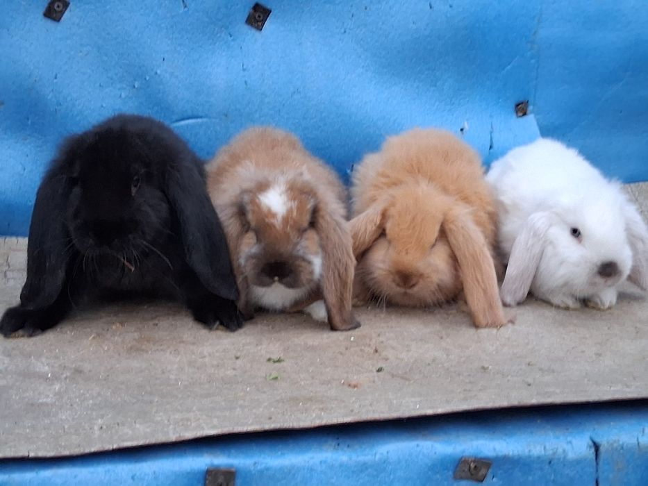 Iepuri berbec German pui si adults deparazitati si vaccinati Badila ...