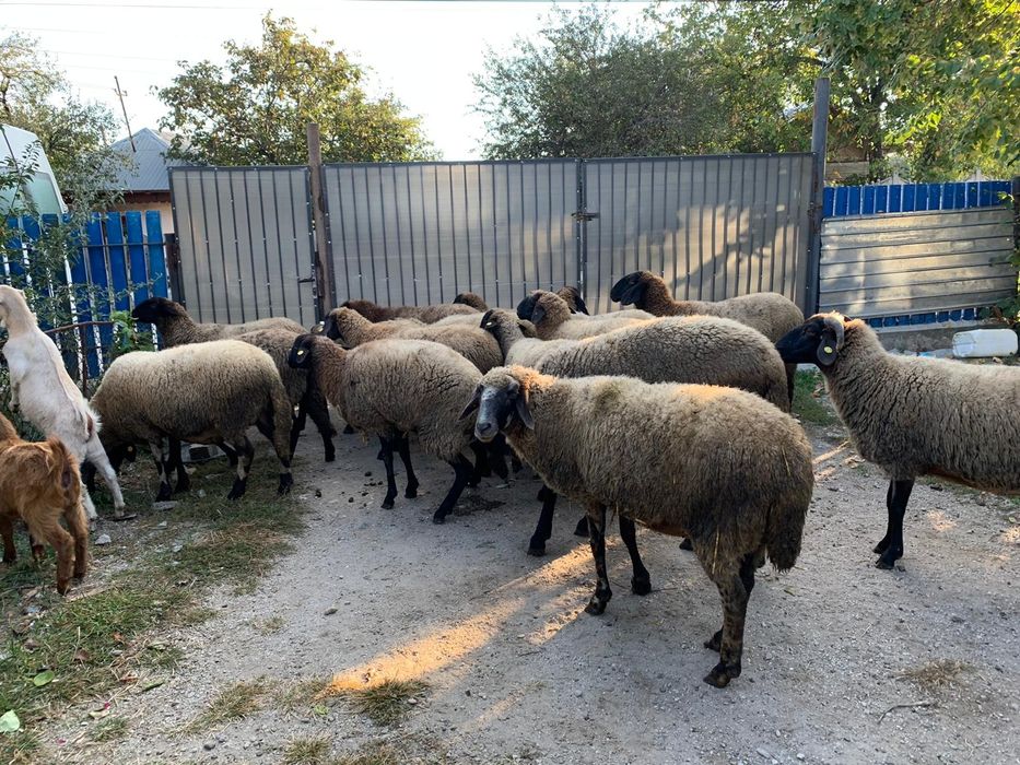 Vand oi carabase Mihailesti • OLX.ro