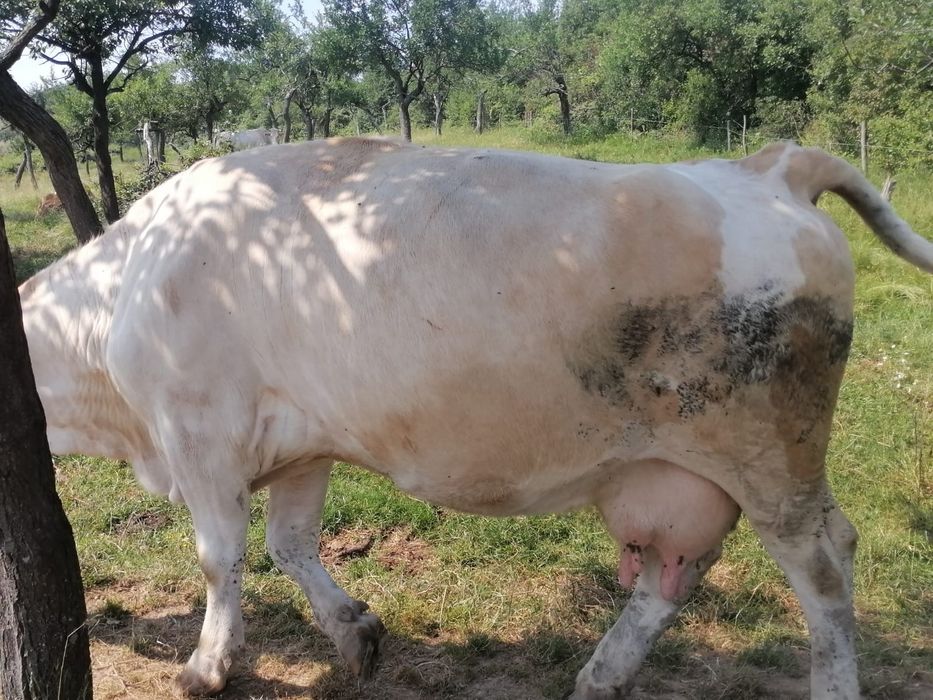 Două vaci la ofertă Faget • OLX.ro