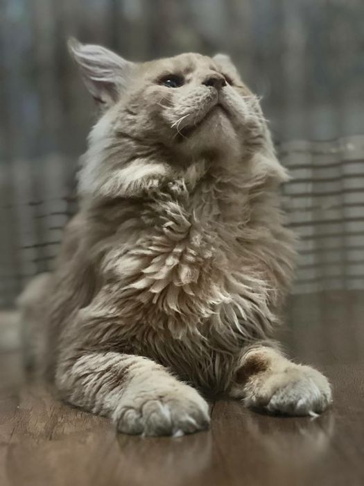 Mushukcha emlangan yoshi 1 yoshdan o'tgan: 350 у.е. - Mushuklar ...