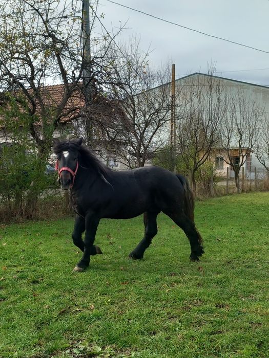 Mânz semigreu românesc Cristian • OLX.ro