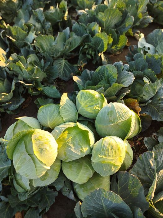 Varză de toamnă, plată pentru murat ! Viisoara • OLX.ro