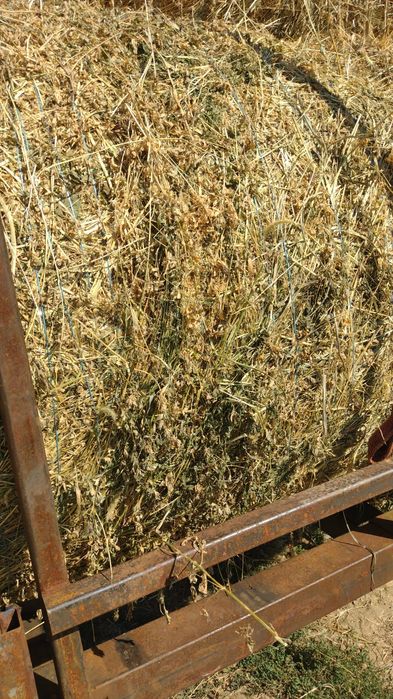 Baloti lucerna sau fan cate 500dr.Rotunzi 40 transport gratis.TIR>RO ...