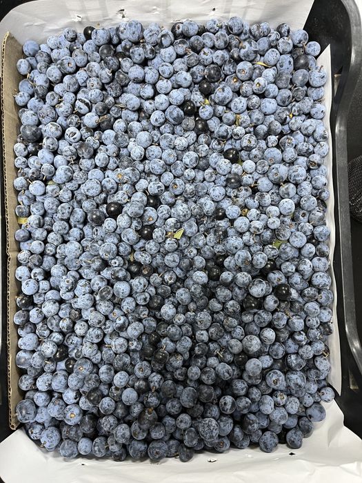 Porumbe fructe de padure Moara Vlasiei • OLX.ro