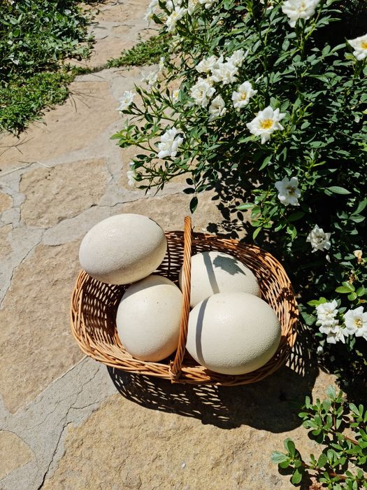 Oua de strut- pline si goale Tulcea • OLX.ro